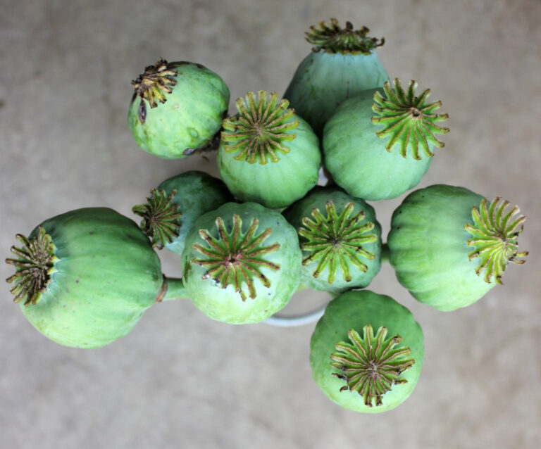 fresh poppy pods for sale - primiumpoppypods.com