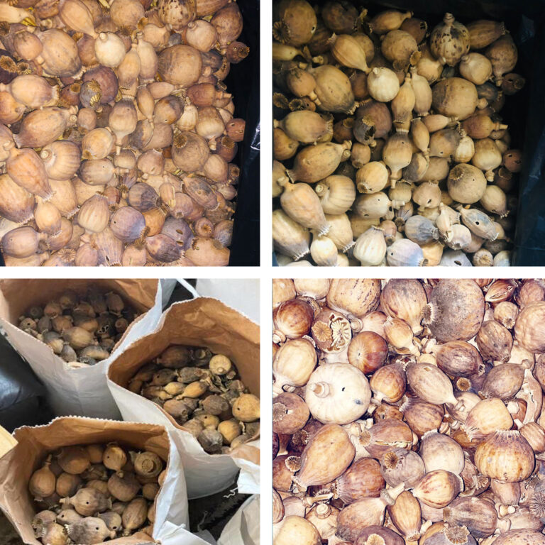 Bulk Dried Poppy Pods - primiumpoppypods.com